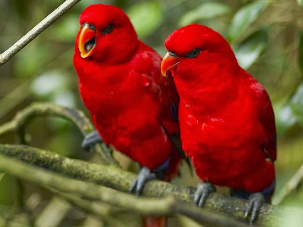 Differents Birds pics: Two Red Parrot
