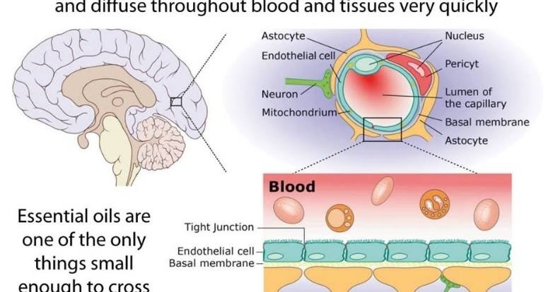 ~LiVe LiFe To ThE FuLLeSt~: How does essential oil work?