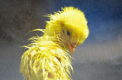 Exit Pol Cesk: Un piccolo pulcino bagnato e indifeso