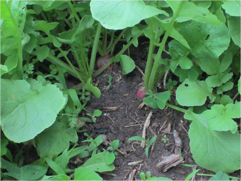 Horta de fim-de-semana: Rabanete redondo escarlate