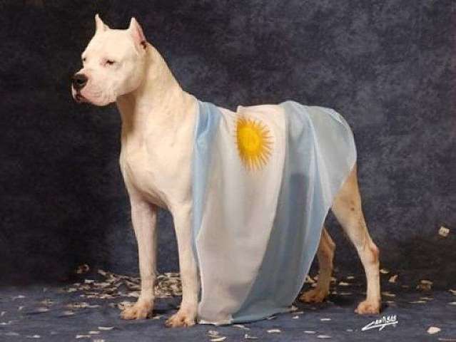Perros de presa: Cazador Mayor Nato "Dogo Argentino"