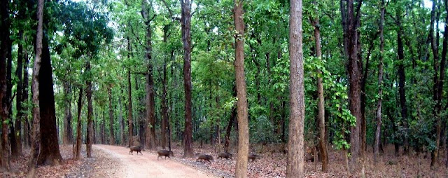 Delhi Magic: Falling in love - my Kanha trip report