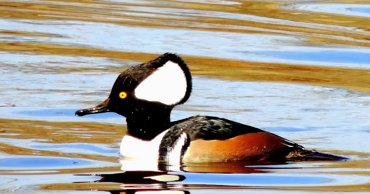 Dennis Public Library: Not Your Average Duck