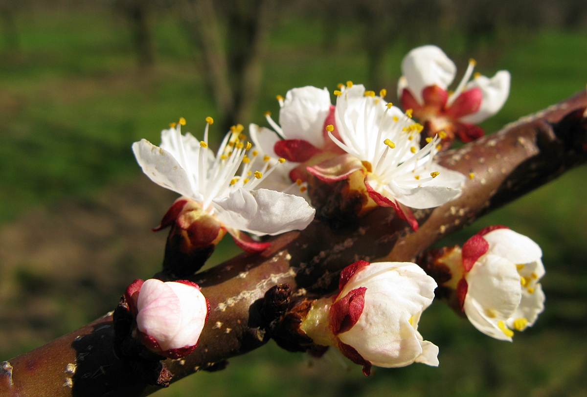 TWO CENTS ABOUT ROMANIA: Flori de cais