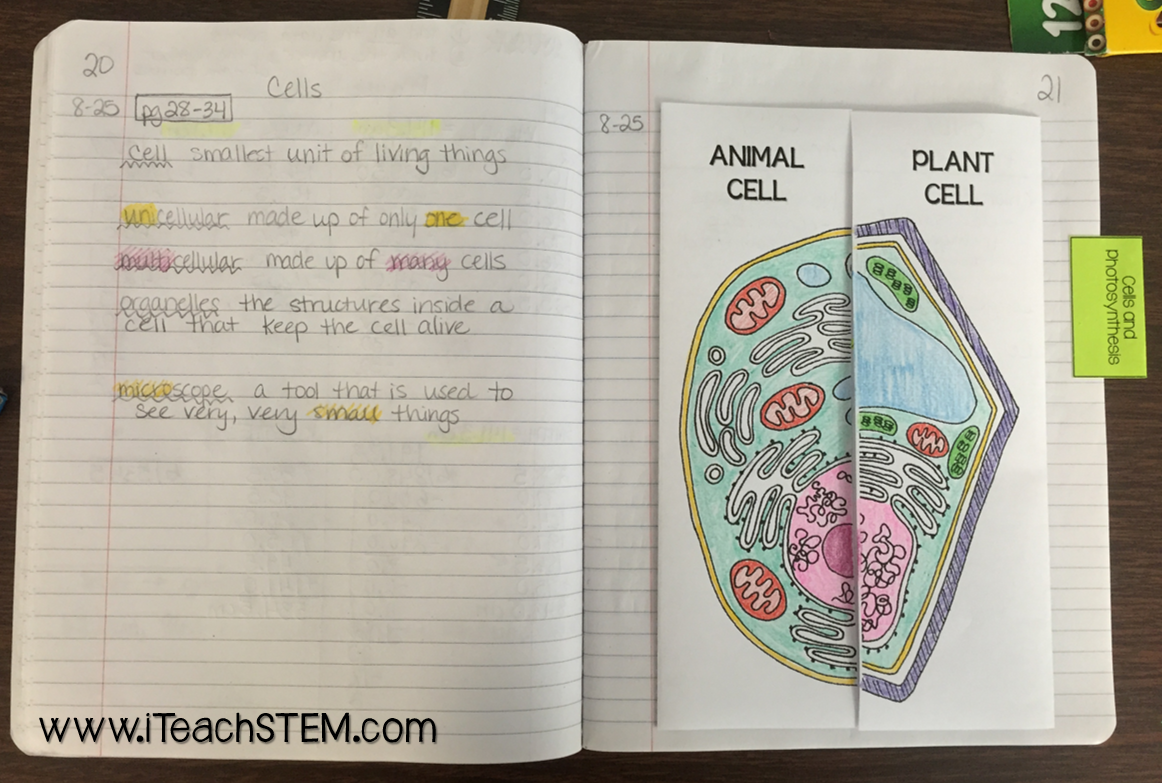 The Elementary Entourage: Sensational Science {with iTeachSTEM}