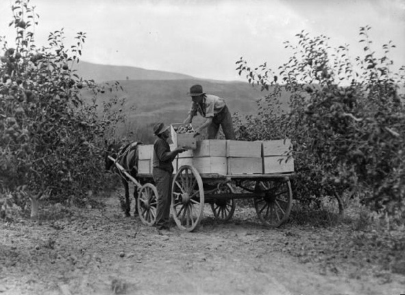 Rustlings in the Wind: Ngatimoti Co-operative Apple Packhouse