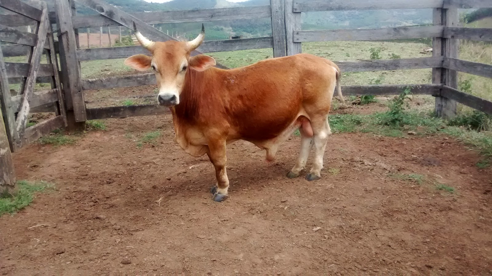 SÍTIO MORADA DAS AVES: Mini Vacas e Mini Touros Matrizes e reprodutores ...