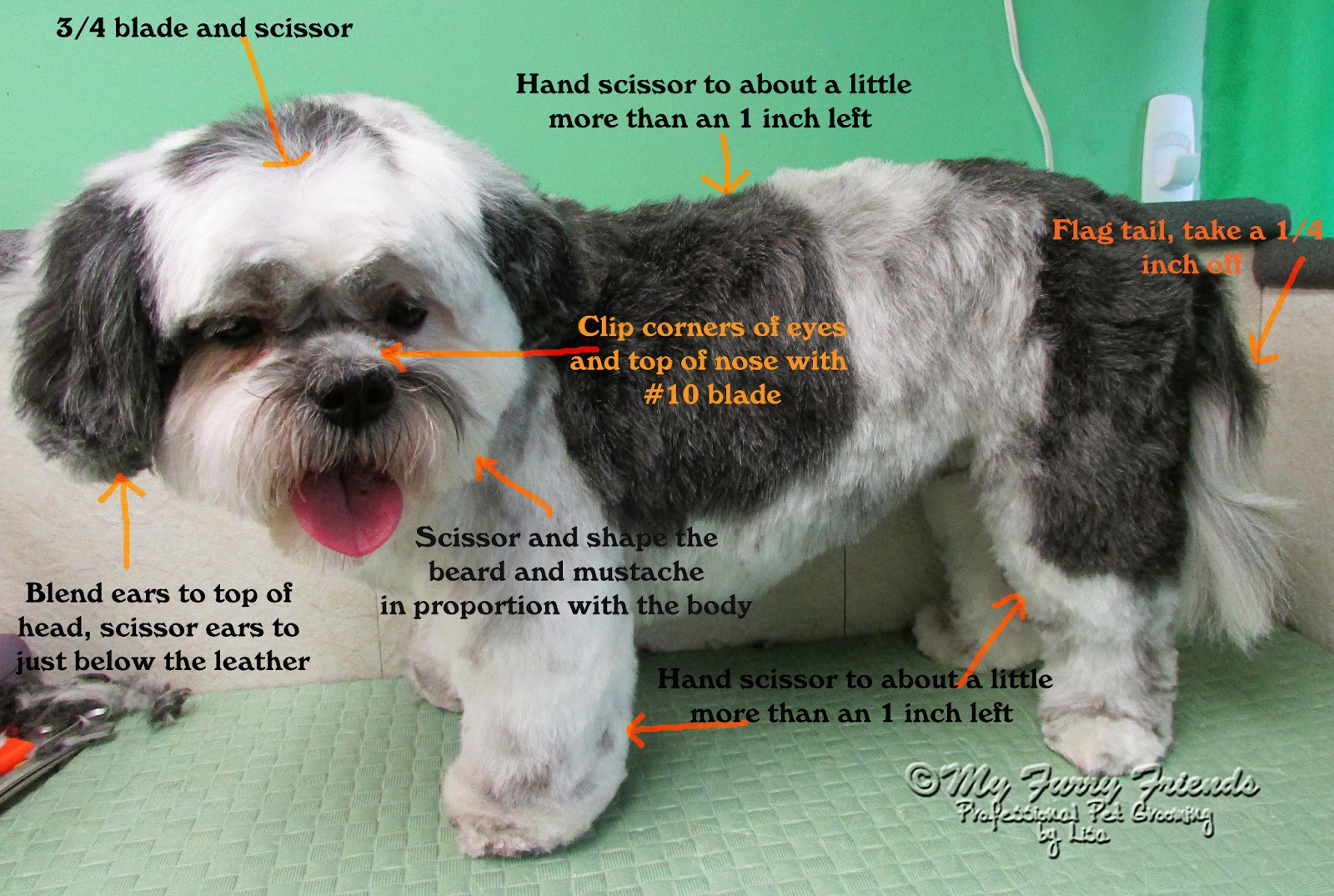 Pet Grooming: The Good, The Bad, & The Furry: Makeover Monday #1
