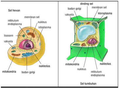 Sel Pengertian Jenis Bagian Bagian Dan Contoh Glosaria Com - Riset