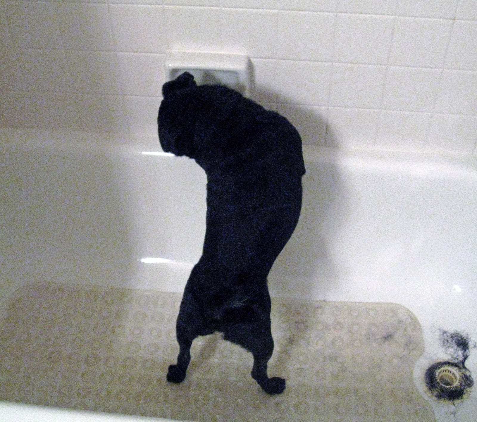 Pug Snort Report: YIPPEE!! BATH TIME!