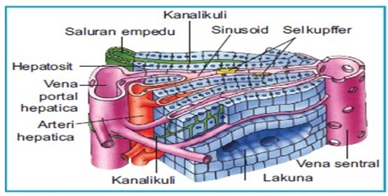 Struktur Hati Manusia | Pustaka Pandani