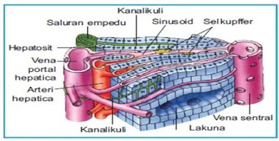 Struktur Hati Manusia | Pustaka Pandani