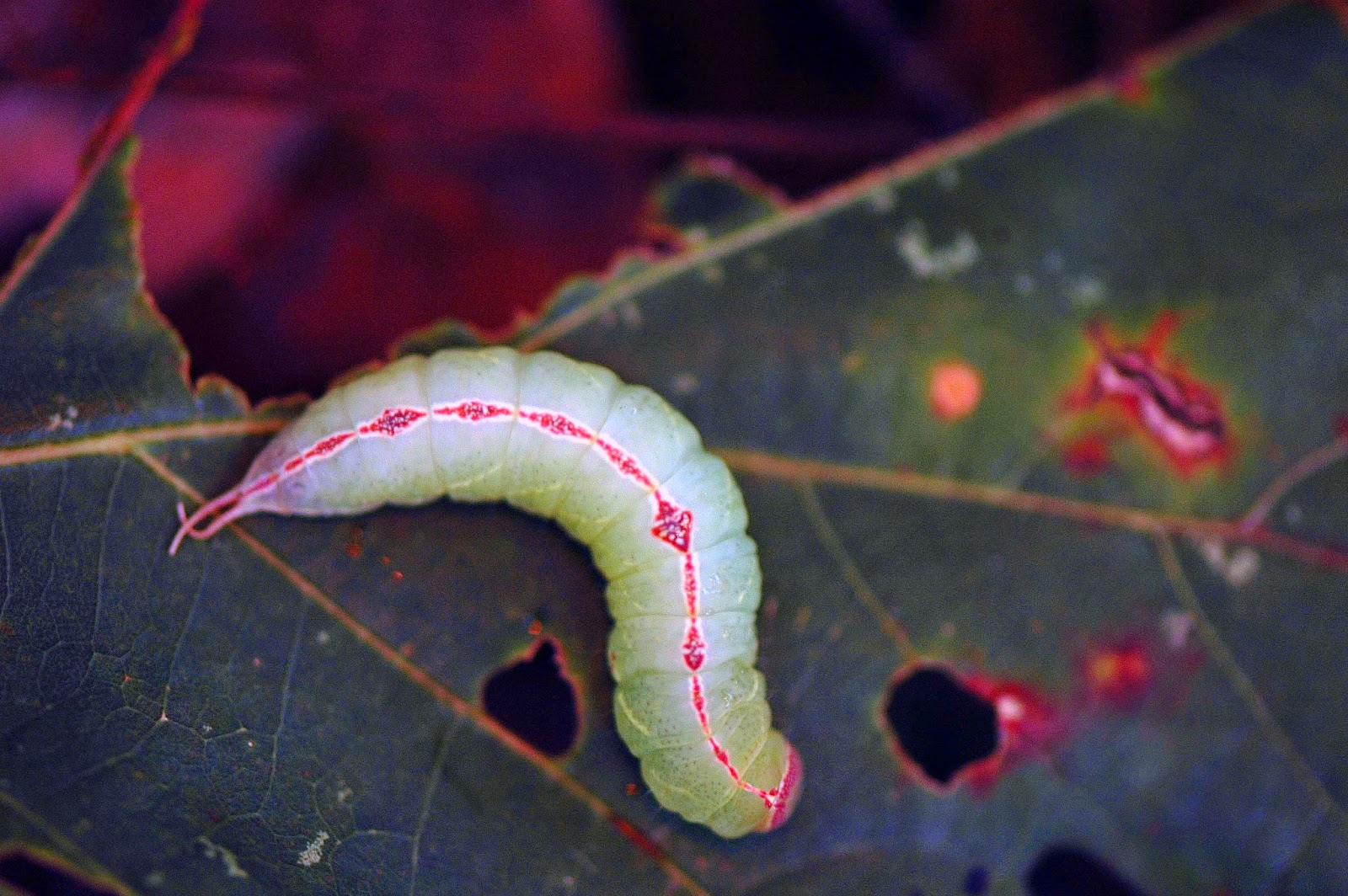 Field Biology in Southeastern Ohio: A Fall Insect Walk (and more ...