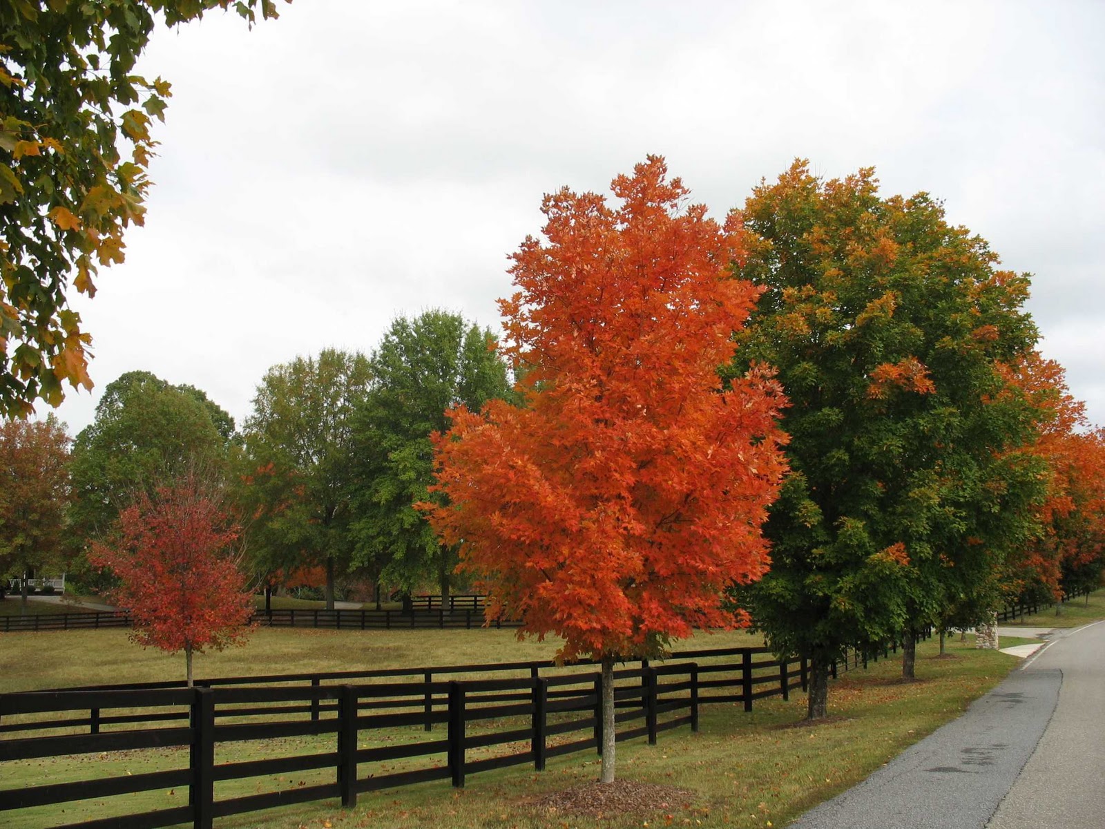 Using Georgia Native Plants: Native Fall Foliage - Orange/Red/Purple