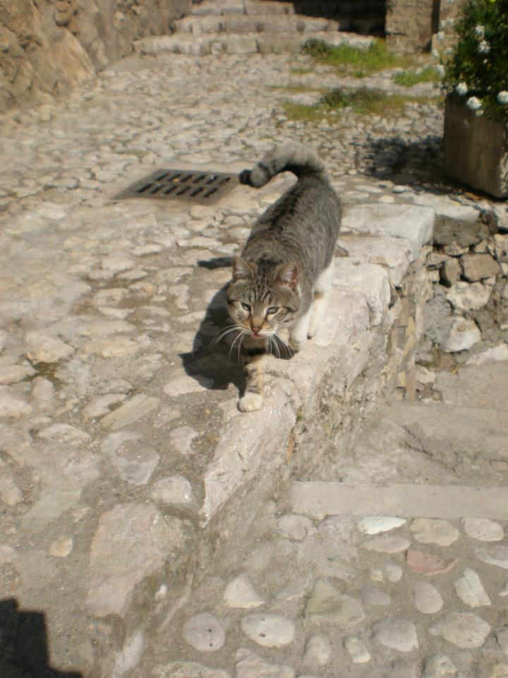 Sabina : My Secret Italy: I GATTI DELLA SABINA - The Cats of the Sabina