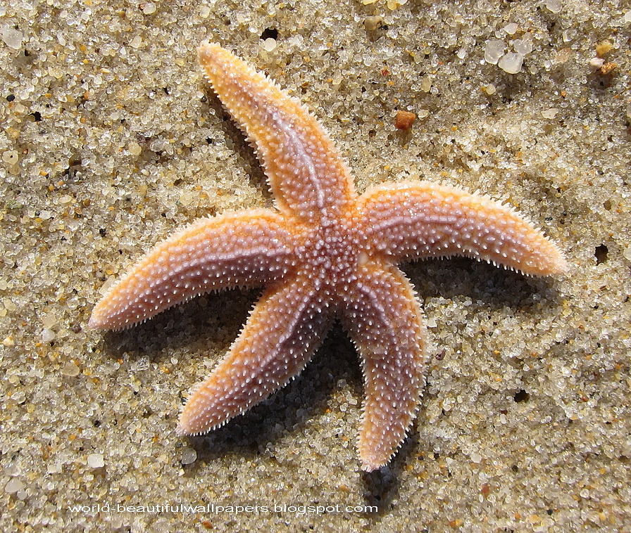 Beautiful Wallpapers: Star Fish Wallpapers