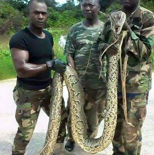 Photo: Nigerian Soldiers Killed Spiritual Snakes Sent By Boko Haram To ...