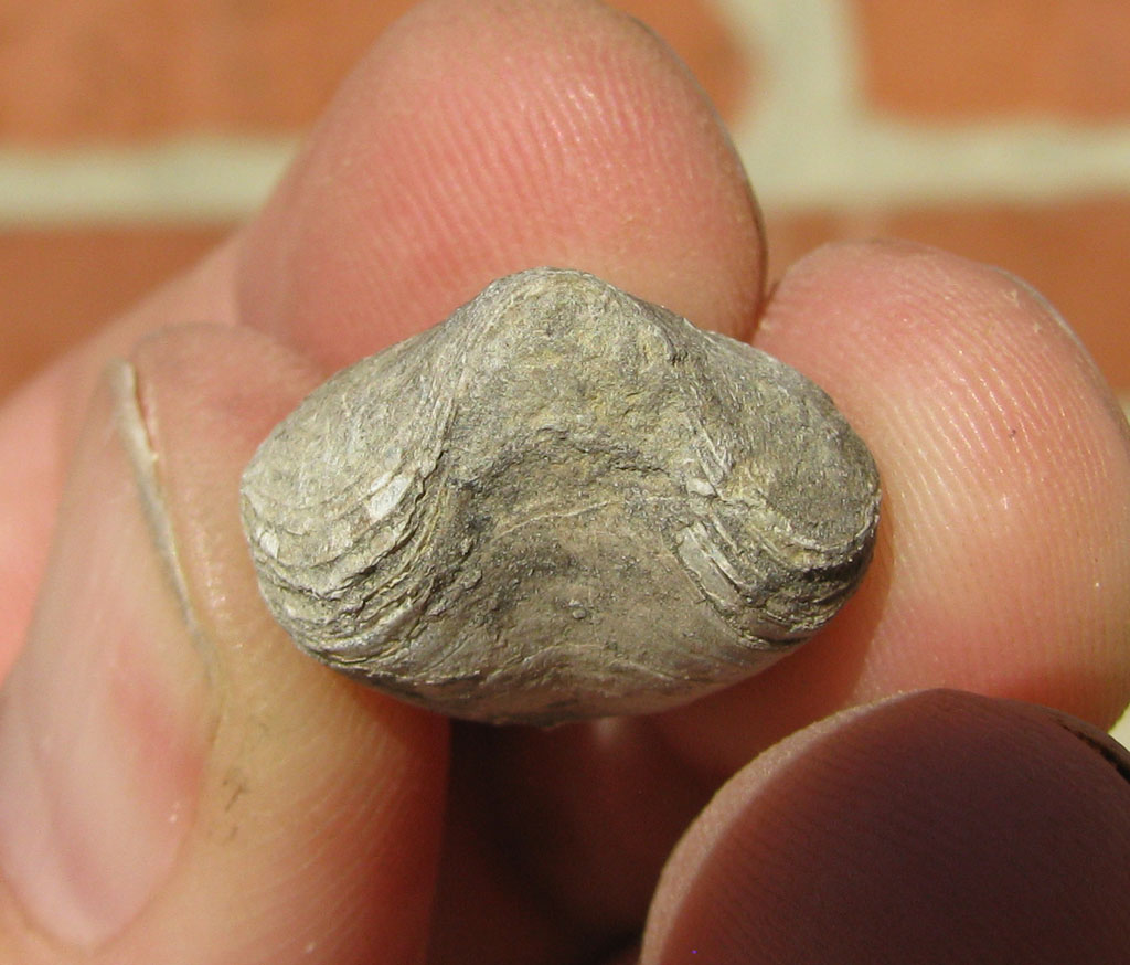 Views of the Mahantango: Composita subtilita brachiopod from the ...