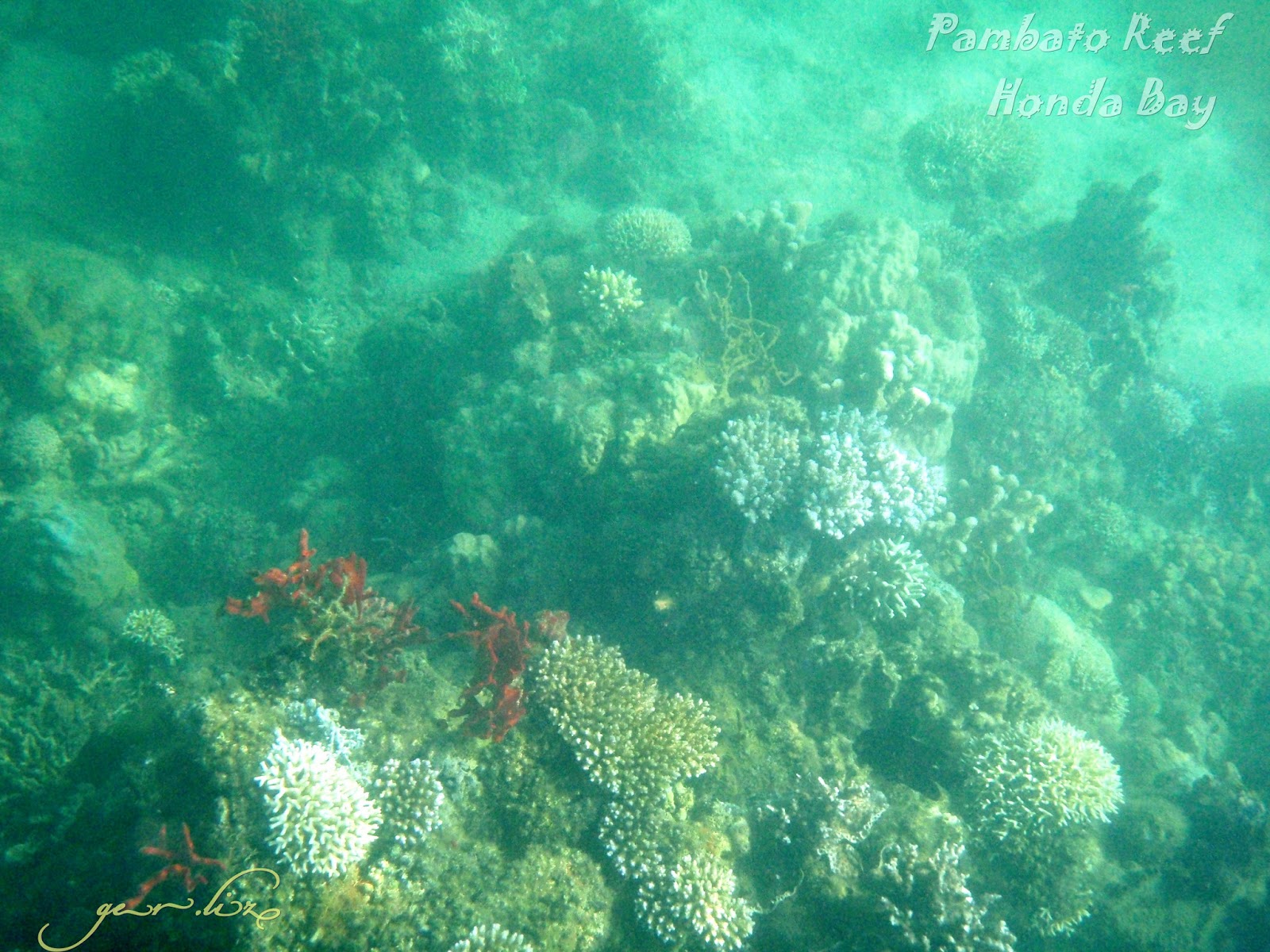 Honda Bay: Pambato Reef [Puerto Princesa 2013] | Trips... by Liz