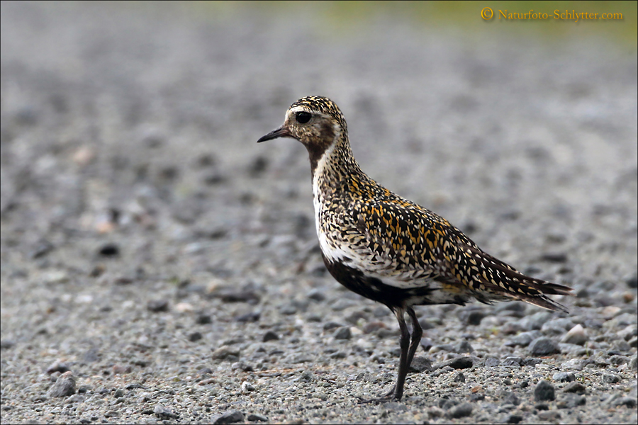 Villmarksopplevelser i ord og bilder!: Tårnfalk, Gulerle, Heilo og Hare..!