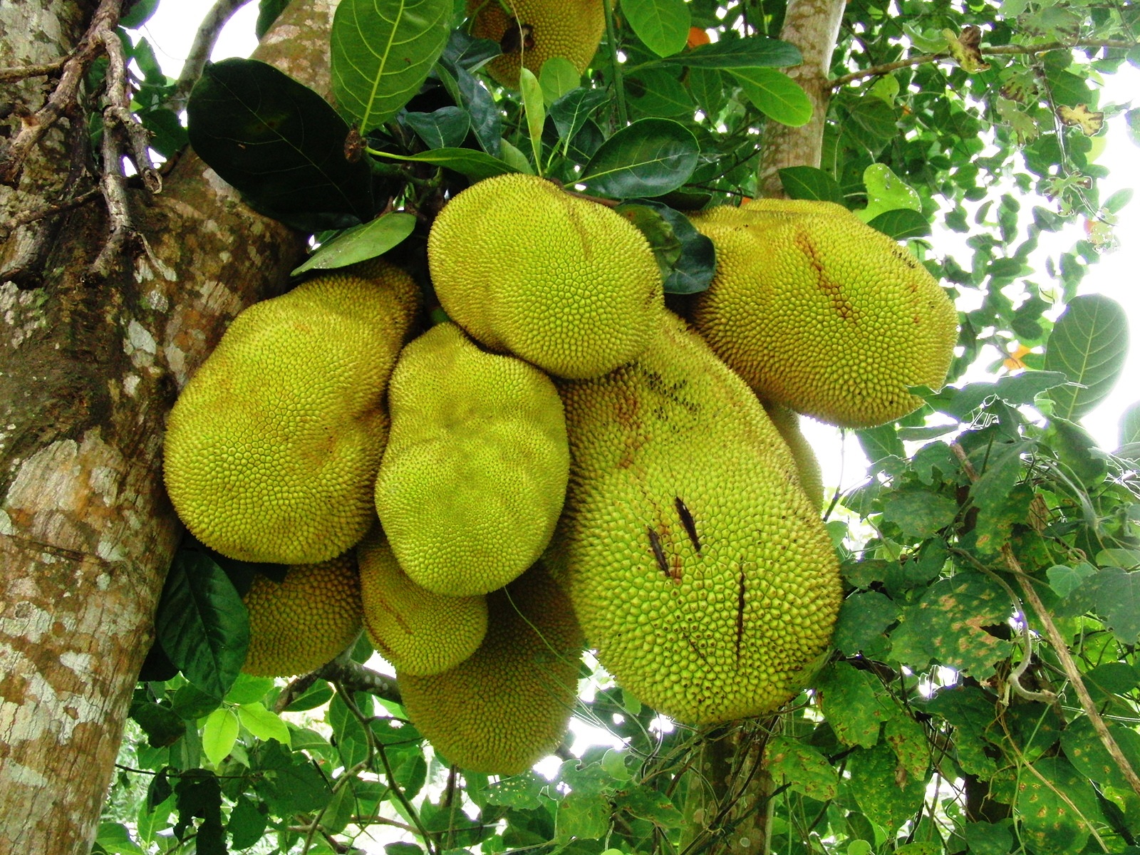 Adventures of a Trini Nomad: African & Other Travel Chronicles: 51 ...