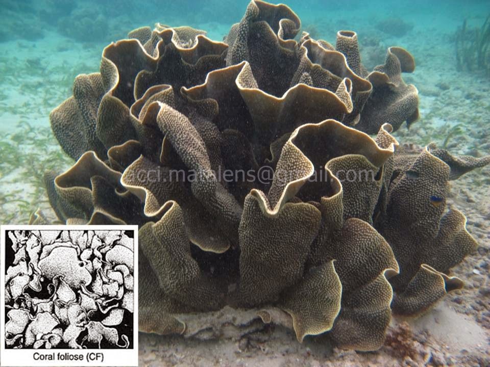 Pamacca: Bentuk Pertumbuhan Karang