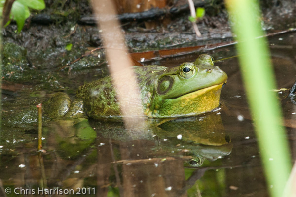 Frog Blog: American Bullfrog vs. Pig FrogLithobates catesbeianus vs ...