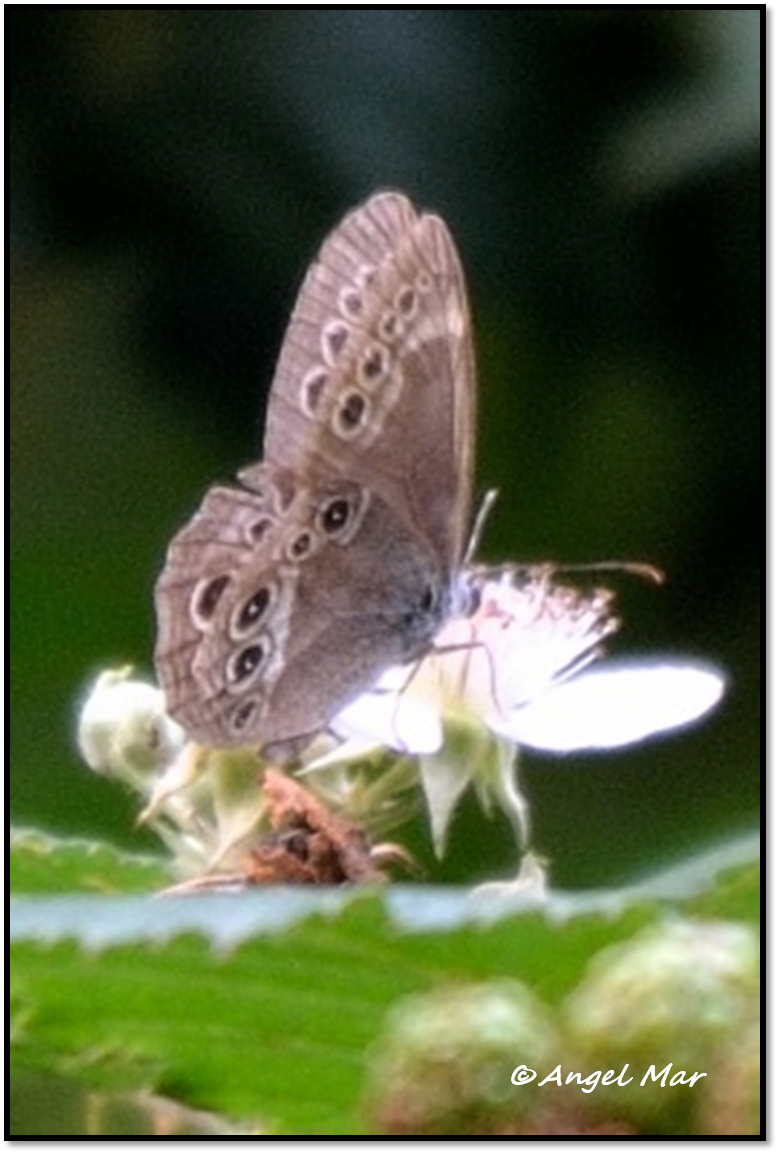 Butterflies and Dragonflies