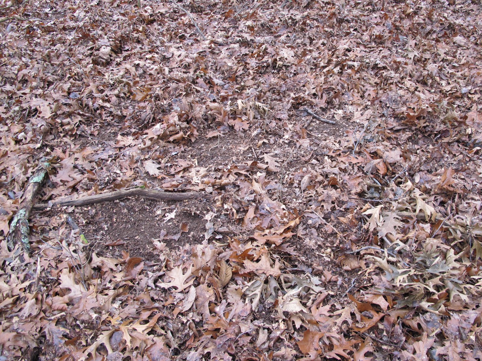Blue Jay Barrens: Turkey Scratchings in the Woods