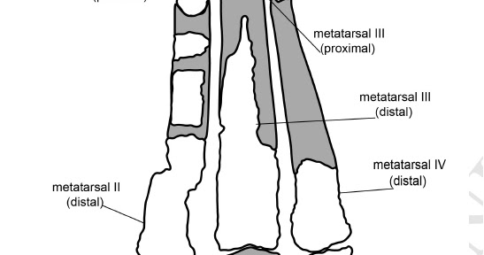 The Theropod Database Blog: Imperobator the second named Antarctic ...