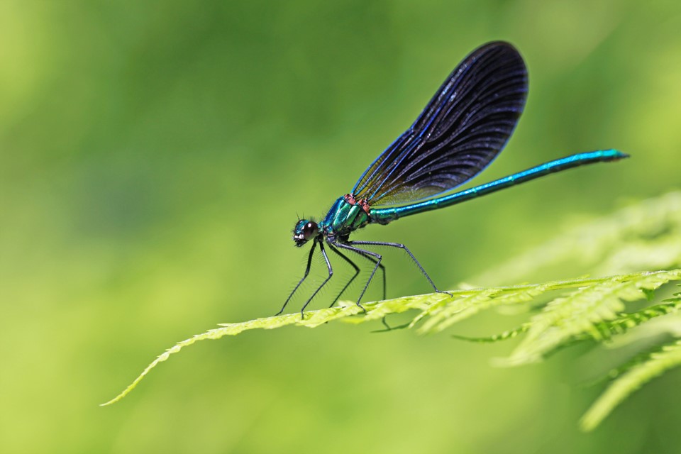 FAUNA-CERCANA: 9 - Algunos INSECTOS terrestres frecuentes en la región ...