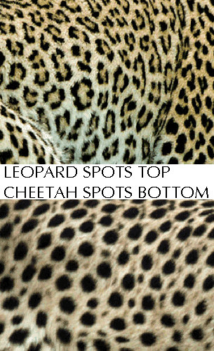 Mau Mew: Cheetah spots vs leopard spots