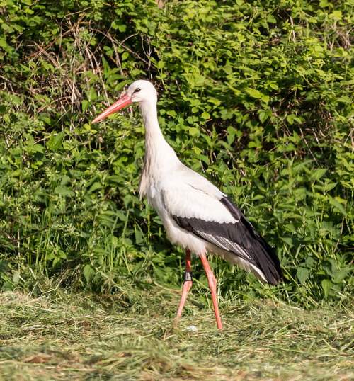 White stork images | Birds of India | Bird World