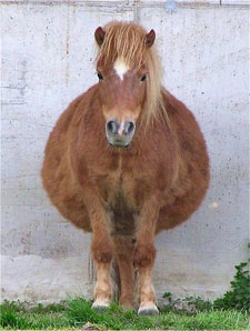 What Horses Taught Me Today: Mr.Fluffems the Fat Pony