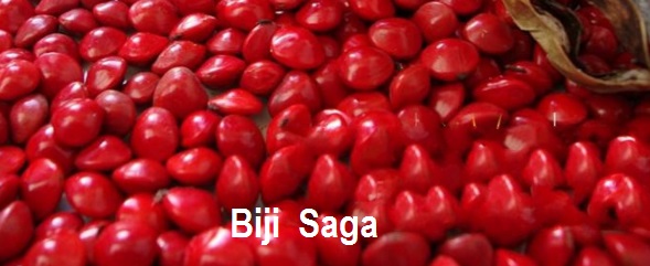 Anim Agro Technology: POKOK SAGA - KENALI DIA