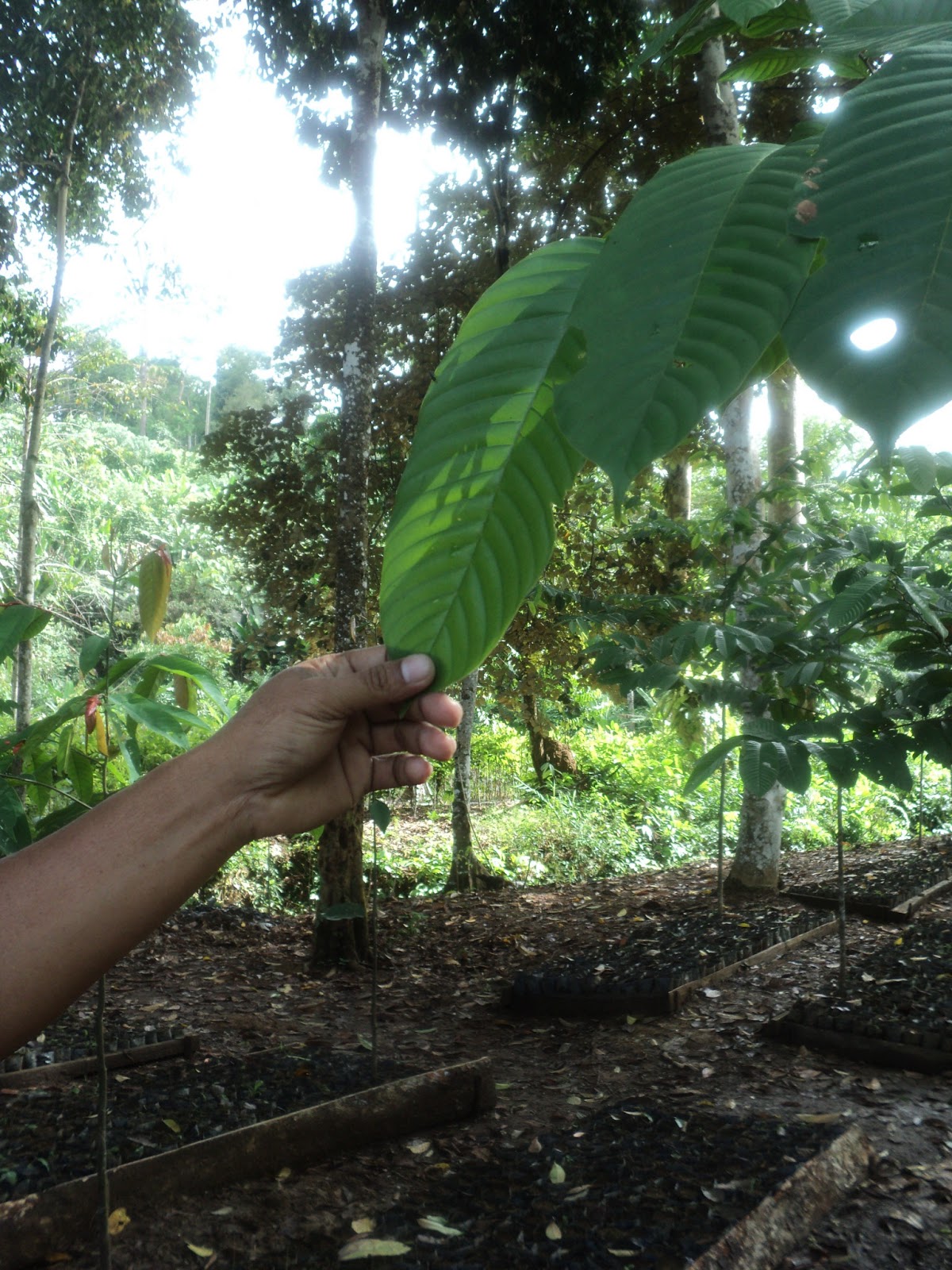 Belantara Borneo: Mengenal Jenis Pohon (1)
