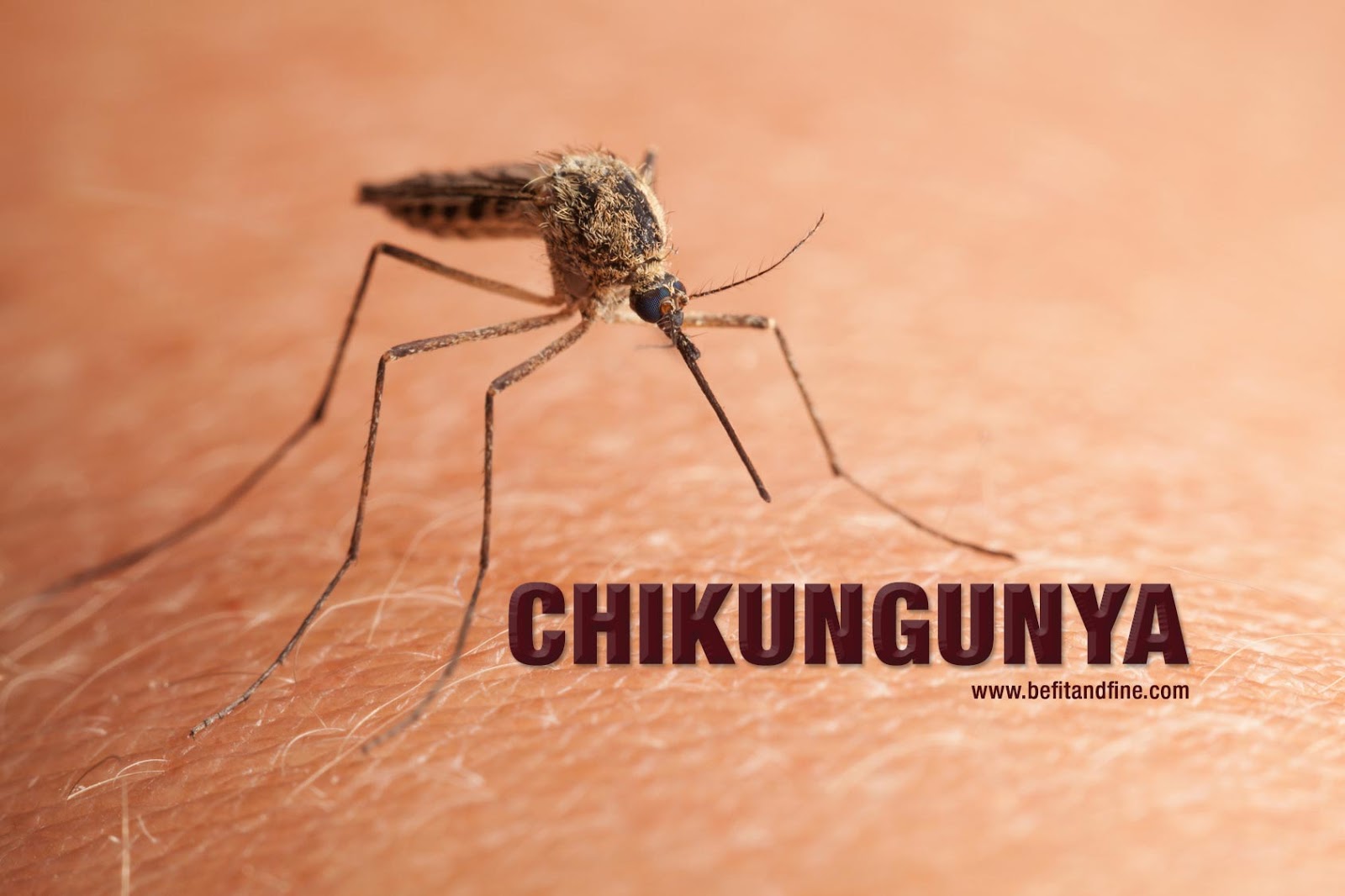 Blog do Conselho Penal: Casos de chikungunya aumentam em mais de 400% ...