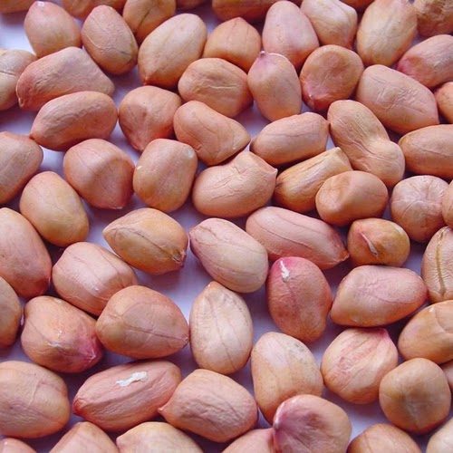 Manfaat Kacang Tanah Untuk Merpati Satu Manfaat