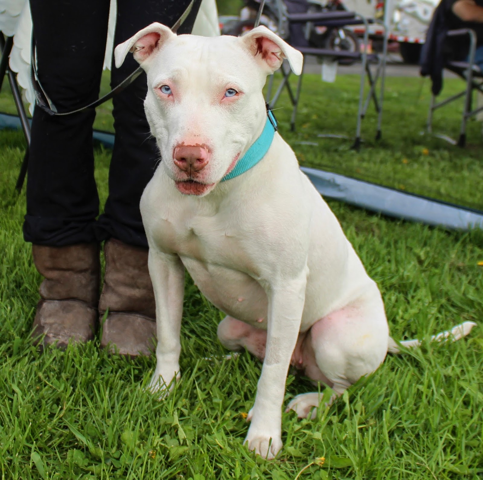 Know Thy Dog: SUNBURNS