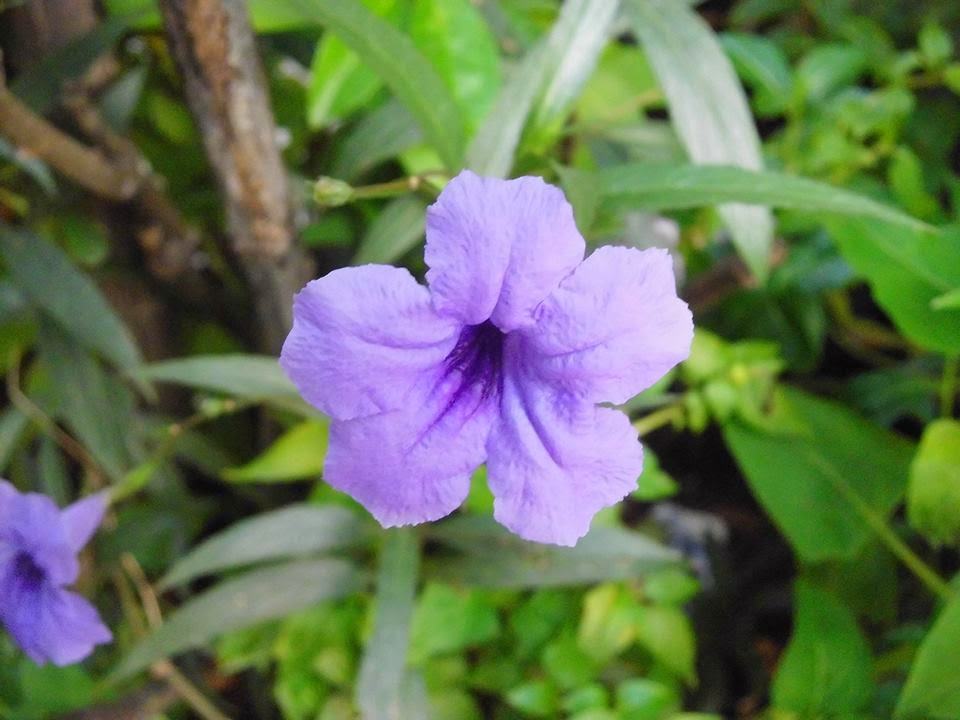 Beautiful Mexican Petunia (Ruellia simplex)
