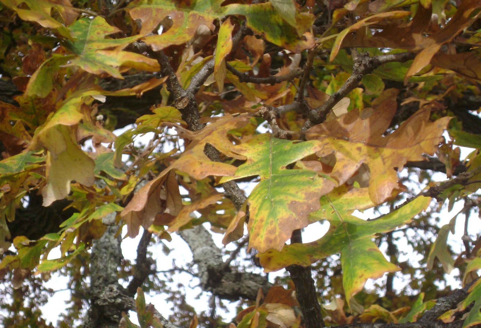 Prairie Rose's Garden: Fall Color Project 2011