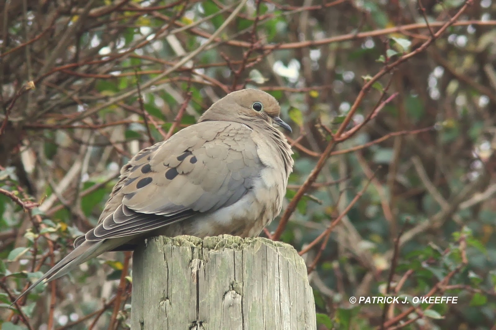 Raw Birds: MOURNING DOVE Zenaida macroura Inishbofin Island, Co.Galway ...