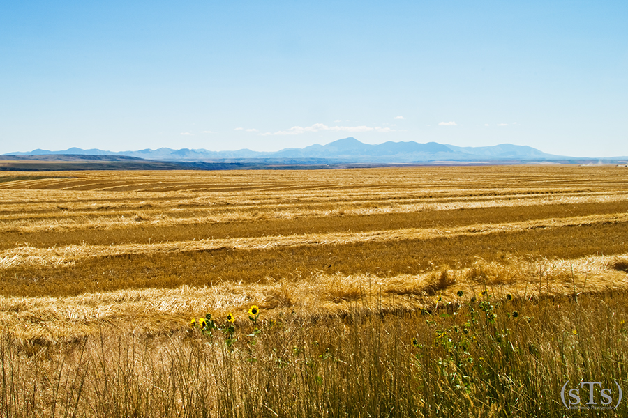 Todd Smith Photography: Fresh Cut Wheat Field