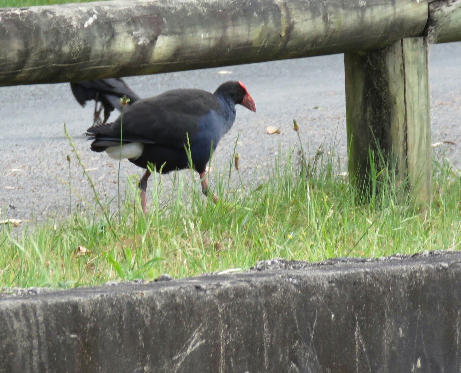 Bird & Travel Photos, Birding Sites, Bird Information: ADULT ...