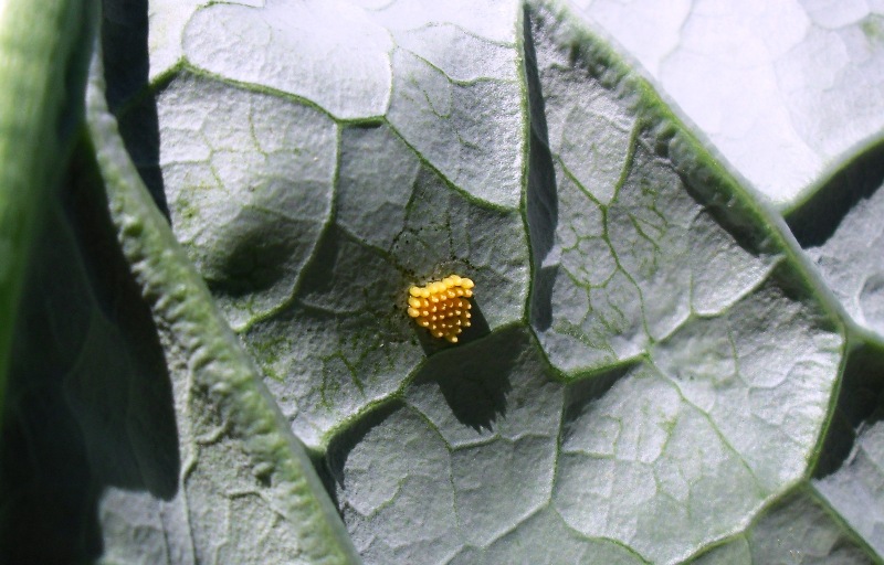 El huerto del Lopez: EL GUSANO DE LA COL