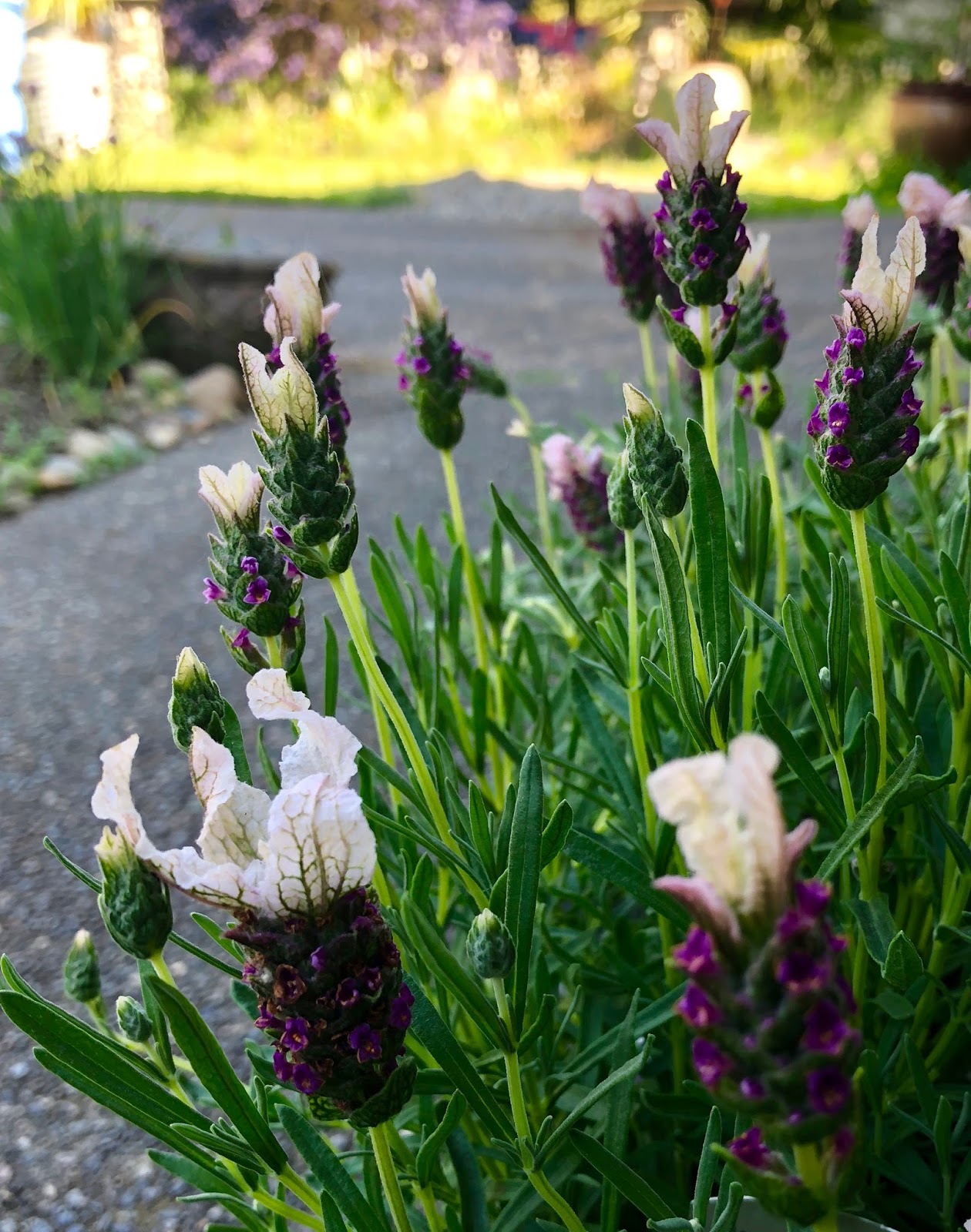 Bonney Lassie: Garden Bloggers Bloom Day -- May 2018