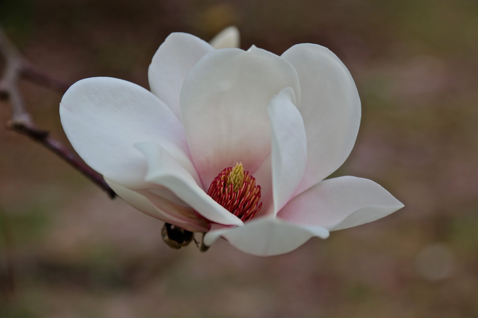 Sweet Southern Days: Japanese Magnolia Blossoms