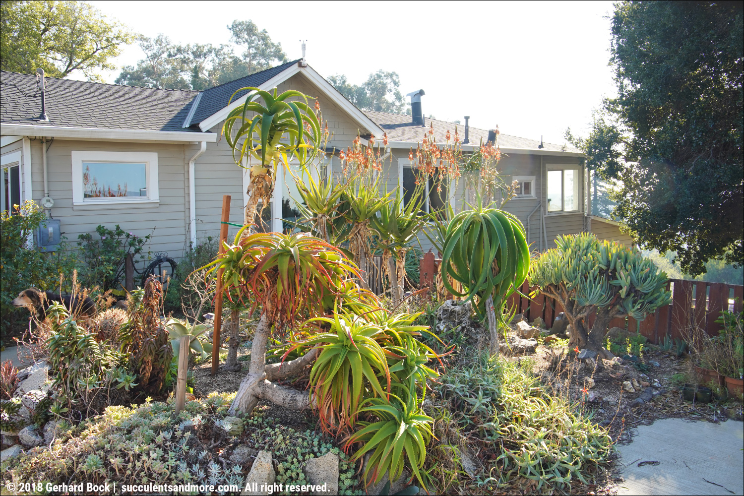 John Miller's Oakland aloe garden (Institute for Aloe Studies)