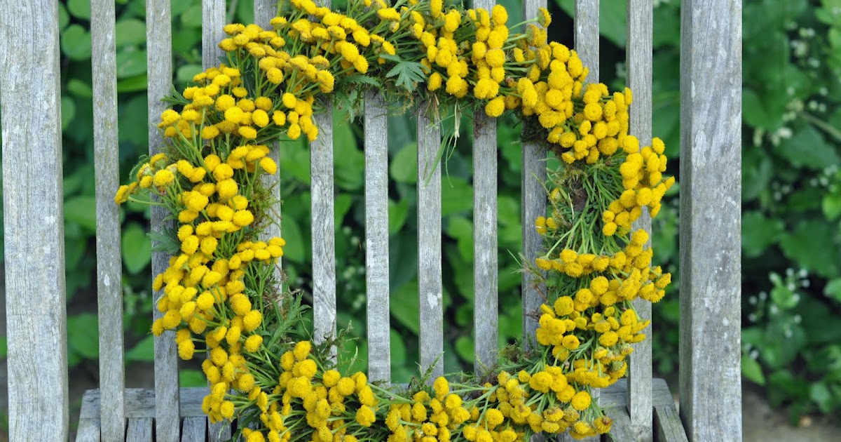 Kreativ Tankeknips: Rejnfan, en sensommerblomst.