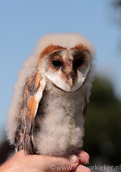 Wat doe je met een dode Kerkuil